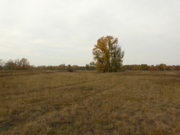 forest side view texture 0011 - Texturelib